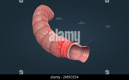 The small intestine consists of four main layers of tissue, which are ...