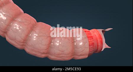 The small intestine consists of four main layers of tissue, which are ...