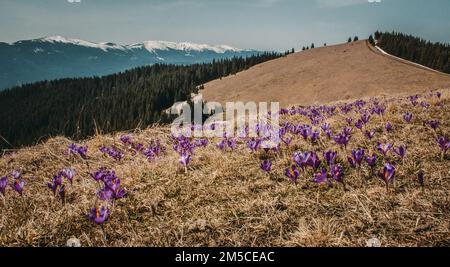 Blooming crocuses on meadow landscape photo Stock Photo - Alamy