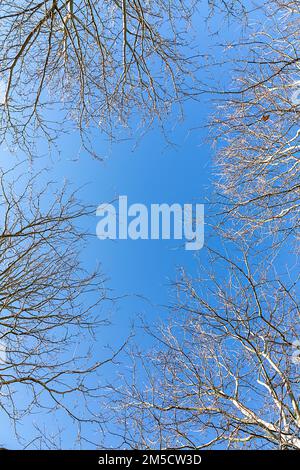 tree in winter with leaveless branches under blue sky Stock Photo - Alamy