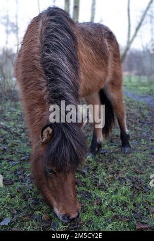 Brown Icelandic horse or Icelander grazing in a barren meadow with lots ...