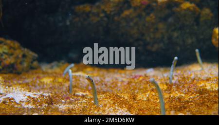 Heterocongrinae. Spotted and splendid garden eels. Small fish live in ...