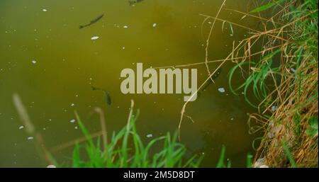 Soapy dirty river. Contaminated waste water. Pollution in flow channels ...