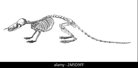 Skelett der Wasserspitzmaus, Neomys fodiens / Skeleton of the water ...