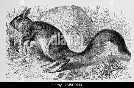 South African springhare, Pedetes capensis, springhaas, illustration ...