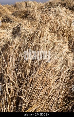 Cereals, corn cut and placed on the threshing circle in readiness for ...