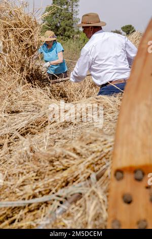 Men and women tossing the harvested corn on the threshing circle in ...