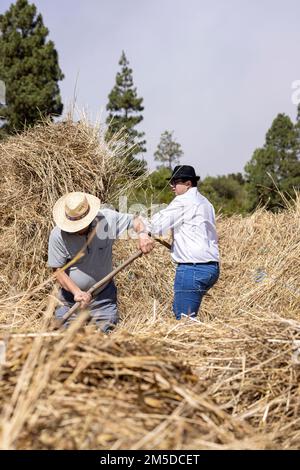 Men and women tossing the harvested corn on the threshing circle in ...