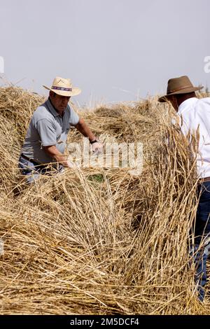 Men and women tossing the harvested corn on the threshing circle in ...