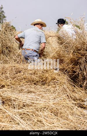 Men and women tossing the harvested corn on the threshing circle in ...