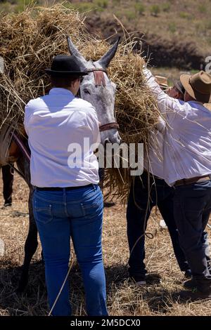 Mule loaded with harvested corn for threshing at the Dia de la trilla ...