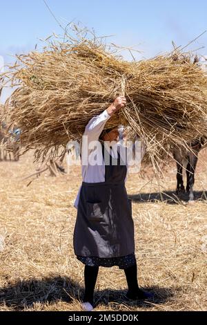 Woman carries a load of harvested corn on her head to the threshing ...