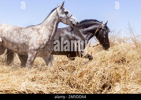 Using horses and mules to thresh the corn on the Era, threshaing circle ...