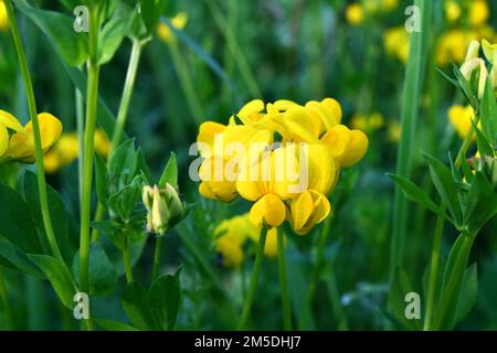 yellow-flowered trefoil in a summer meadow Stock Photo - Alamy