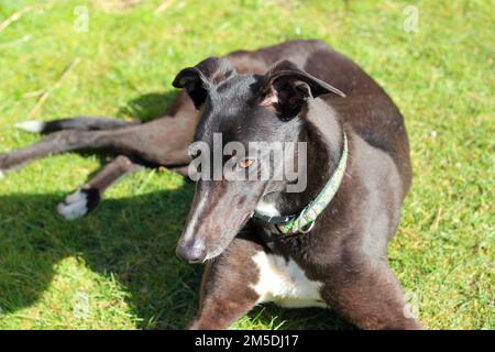 A black greyhound dog. Racing dog Stock Photo - Alamy