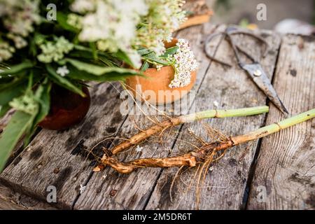 DWARF ELDER Root Dried ORGANIC Bulk Herb. Elder herbaceous - a ...