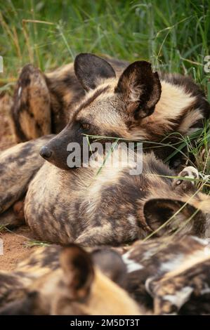 African Wild Dogs (Painted Wolves), Timbavati Private Nature Reserve ...