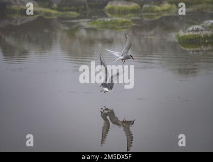 Arctic Tern (Sterna paradisaea), bathing, Grutness Pools, Shetland ...