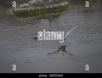 Arctic Tern bathing, Grutness Pools, Shetland Stock Photo - Alamy