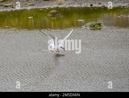 Arctic Tern (Sterna paradisaea), bathing, Grutness Pools, Shetland ...