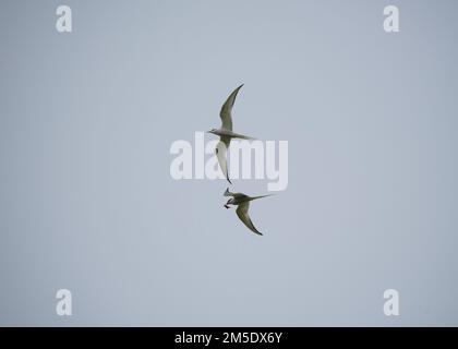 Arctic Tern (Sterna paradisaea), bathing, Grutness Pools, Shetland ...