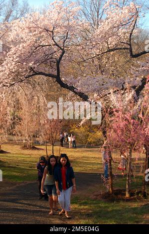 Beautiful Garden with blooming trees during spring time Stock Photo - Alamy