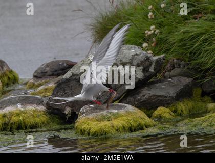 Arctic Tern (Sterna paradisaea), Grutness Pools, Shetland Stock Photo ...