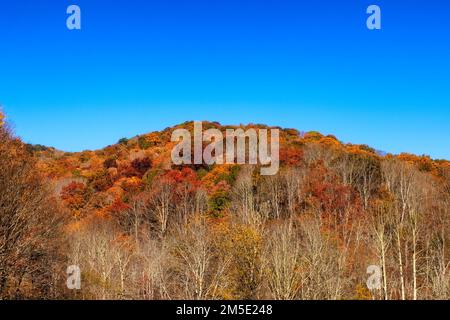 Autumn landscape view on Roan Mountain State Park in Tennessee, USA ...