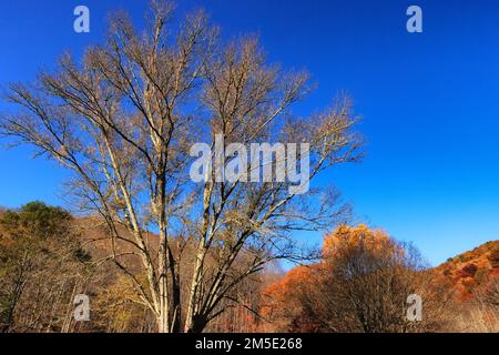 Landscape of autumn colors at Roan Mountain State Park in Tennessee ...
