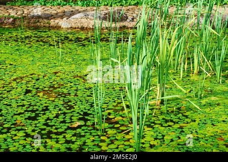 Nymphoides peltana, bogweed, marsh flower, pitcher shield leaves in ...