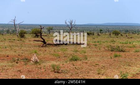 Elephant landscape destruction at Marloth Park (Mpumalanga), Kruger ...