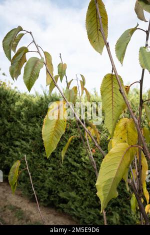 Young cherry tree in autumn is losing its leaves Stock Photo - Alamy