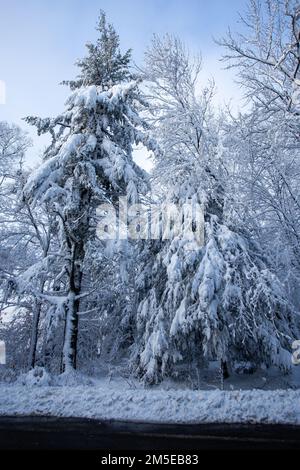 Snow Covered Trees in Massachusetts Stock Photo - Alamy