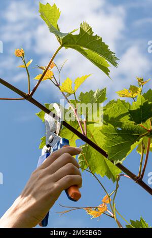 gardener cuts a branch of grapes with scissors. gardener trimming a ...