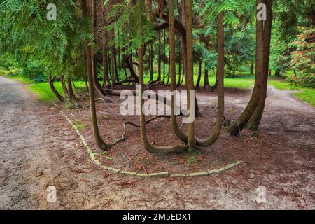 Hiba cedar, HIba, Hiba arborvitae (Thujopsis dolabrata 'Nana ...