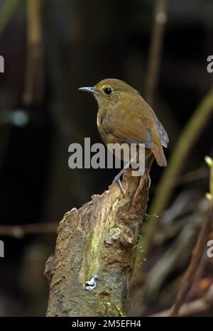 Lesser shortwing (Brachypteryx leucophris langbianensis) in Dalat ...
