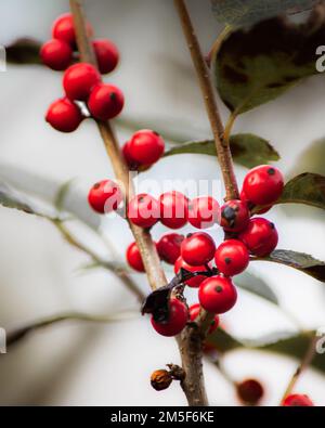Leaves and berries of Ilex Verticillata "Winter Red" , the Winterberry ...