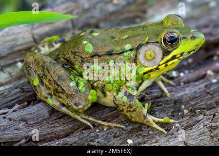 Closeup of a Wood Frog in Northern Wisconsin Stock Photo - Alamy