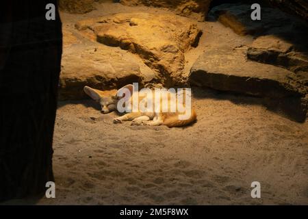 A closeup shot of a beautiful fluffy fennec fox sleeping on the sand ...