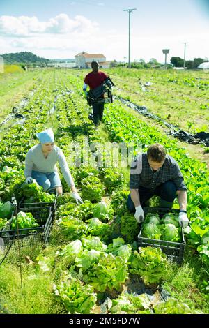Farm workers gathering crop of lettuce Stock Photo - Alamy