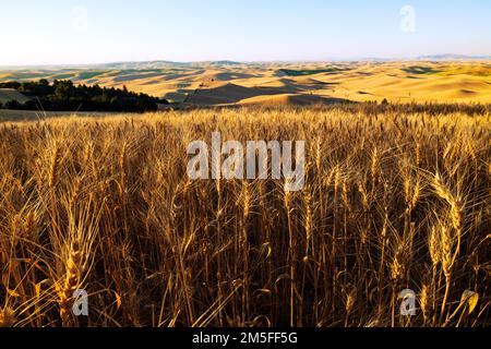 Beautiful golden fields of wheat; Steptoe Butte; Palouse Region ...