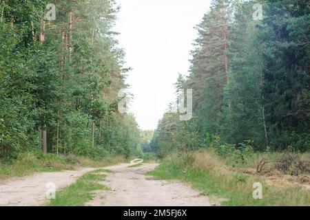 Dry sand road through coniferous forest. Path overgrown with grass ...