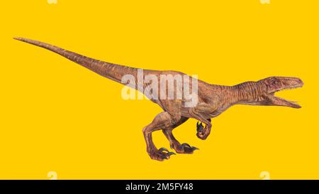 The velociraptor roaring dinosaur isolated on a yellow blank background ...