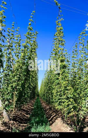 Hop at field Hallertau Bavaria Germany Stock Photo - Alamy