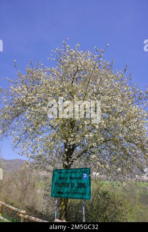 Flowering fruit tree Flowering fruit tree and signpost on the path to ...