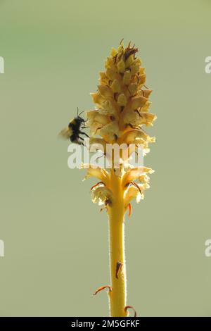 Yellow freckle (Orobanche lutea) with bumblebee in flight, insect ...