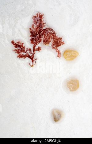Abstract Yellow Seaweed on sandy beach with textured sand Stock Photo ...
