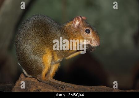 Green acouchi (Myoprocta pratti), Agoutis, Pakas, Dasyproctidae, Aguti ...