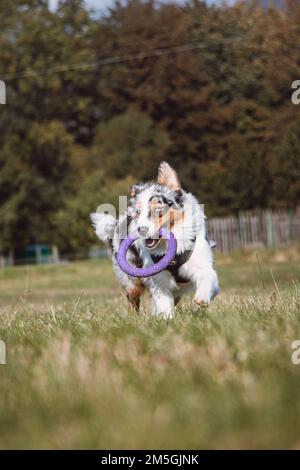 Australian Shepherd dog running around while directing the farm animals ...