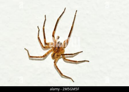 Zoropsis spinimana, False wolf spider. Large brown and hiary. Isolated ...